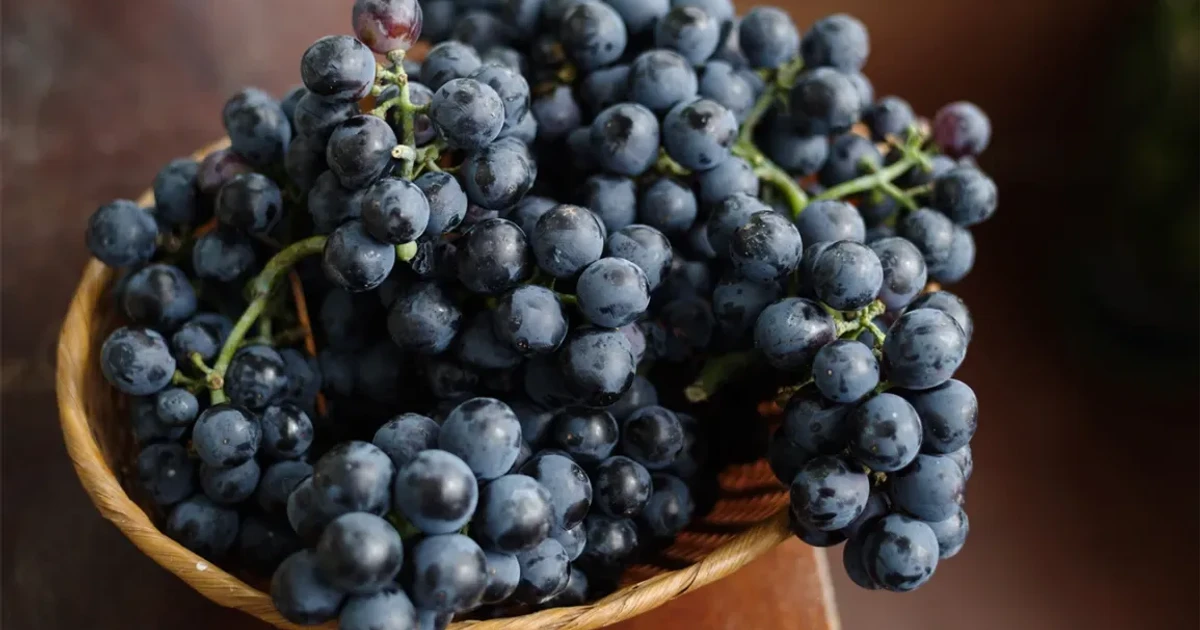 Are Grapes Natural Or Man-Made? Discover The Origins