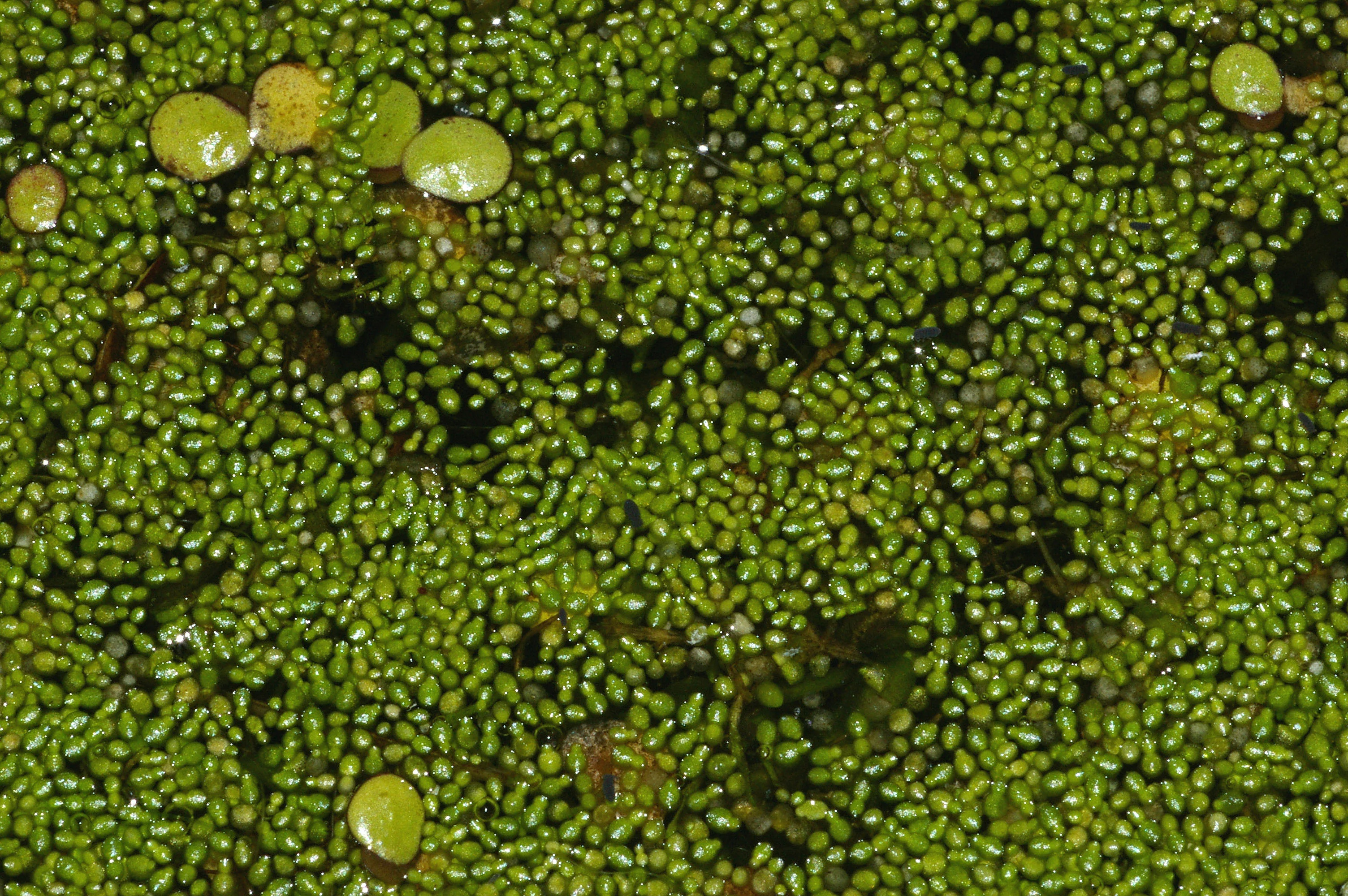 What Is The Smallest Fruit On Earth?
