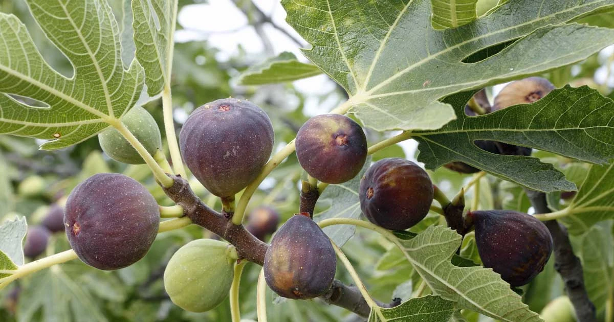 What Is The Oldest Known Fruit? Guide To Ancient Fruits