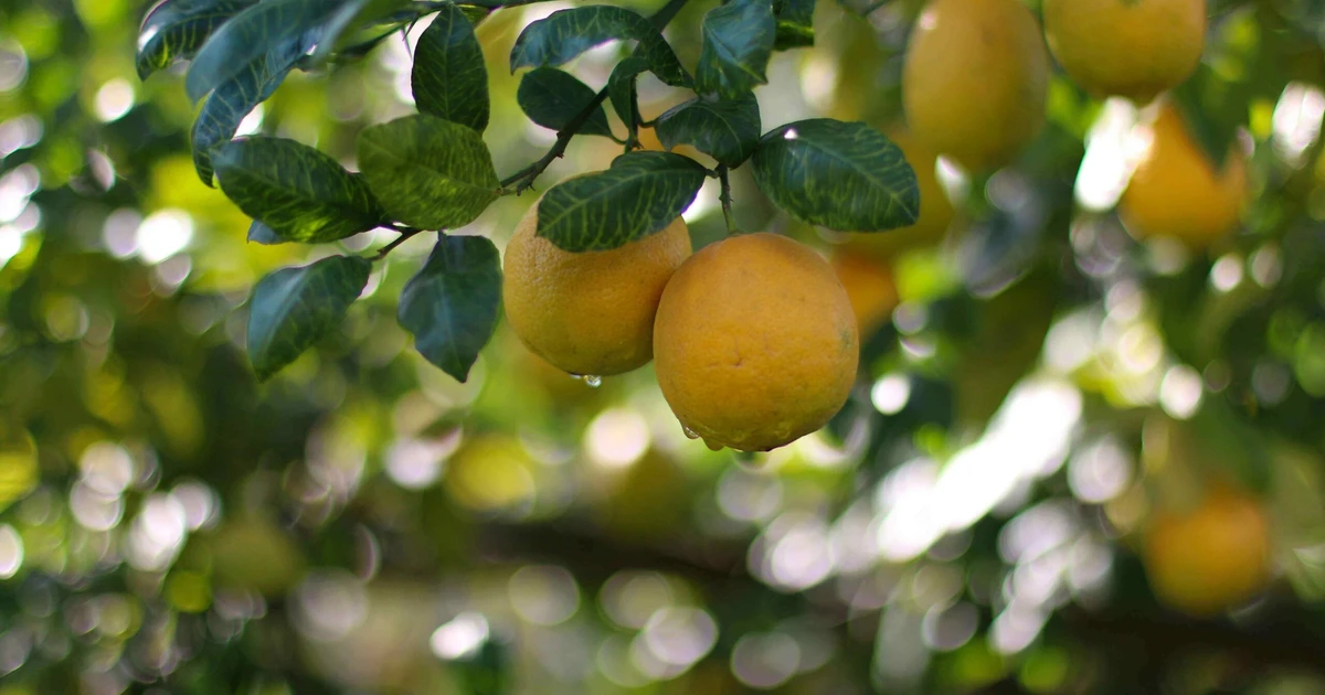 Are Lemons Man-Made Hybrids? The Genetic Mystery Unveiled