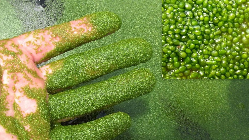 What Is The Smallest Fruit On Earth?